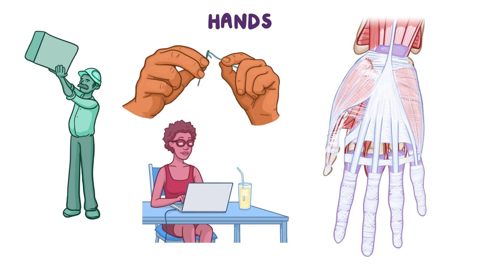 Video: Muscles of the hand | Osmosis