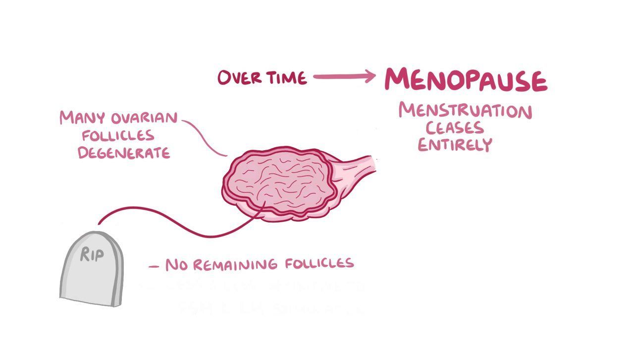 Video: Menopause | Osmosis