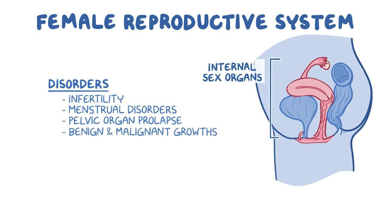 Video: Female reproductive system: Reproductive system disorders | Osmosis