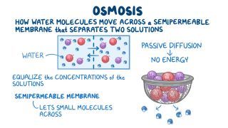Cellular Structures and Processes Notes: Diagrams & Illustrations | Osmosis