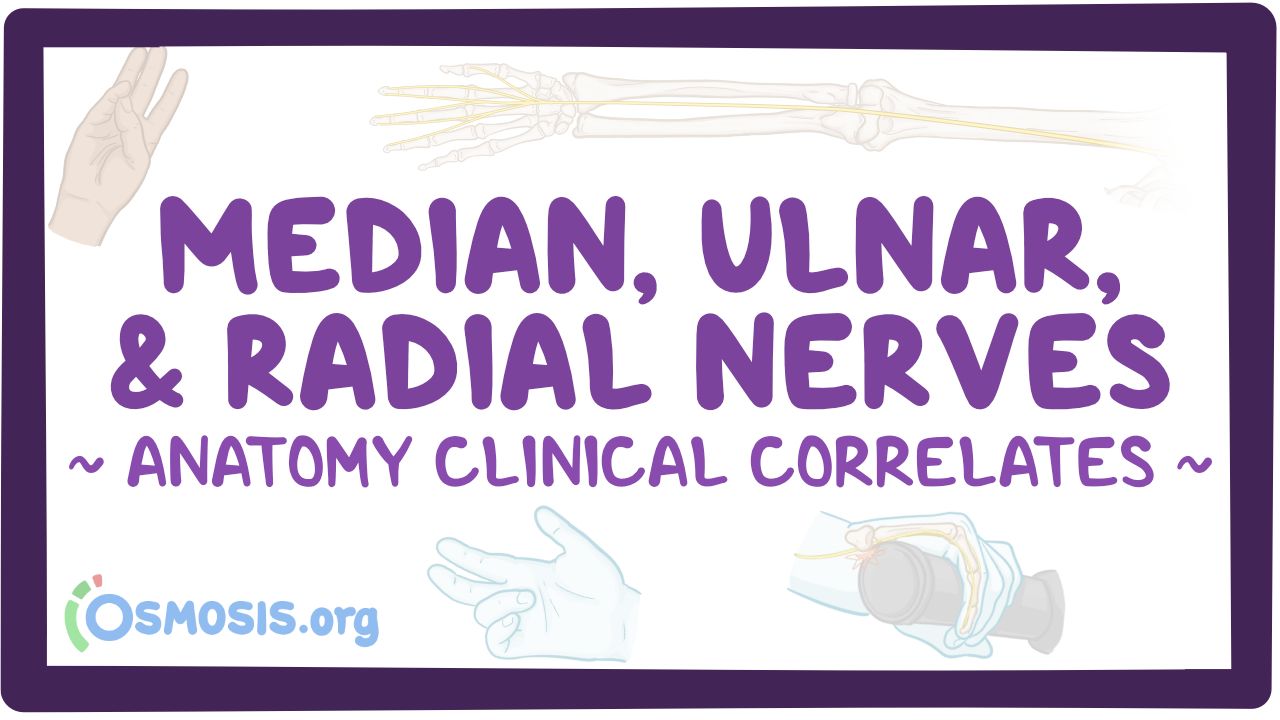 Anatomy clinical correlates: Median, ulnar and radial nerves - Osmosis