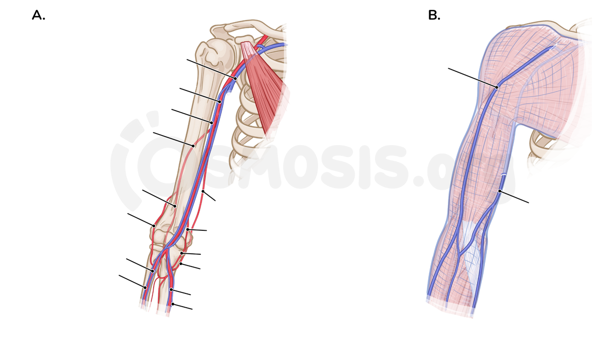 Anatomy of the arm | Osmosis