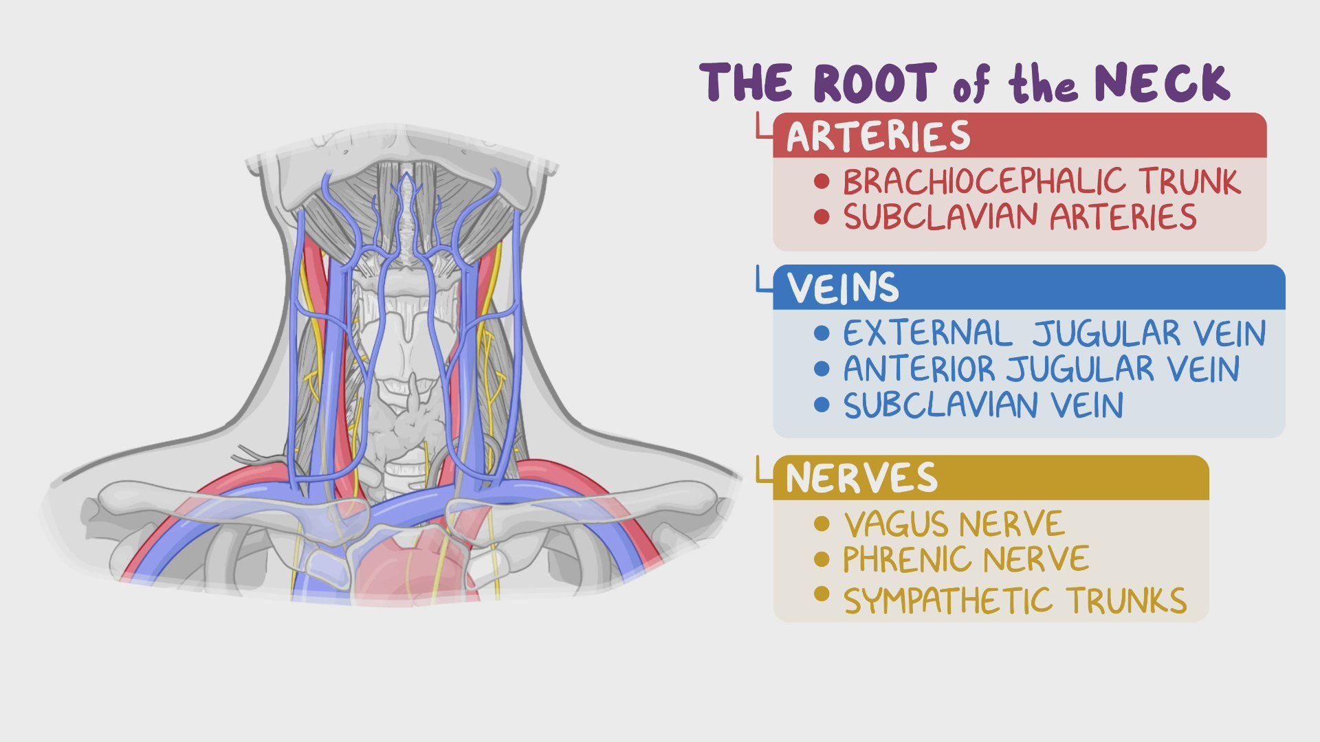 Video: Deep structures of the neck: Root of the neck | Osmosis