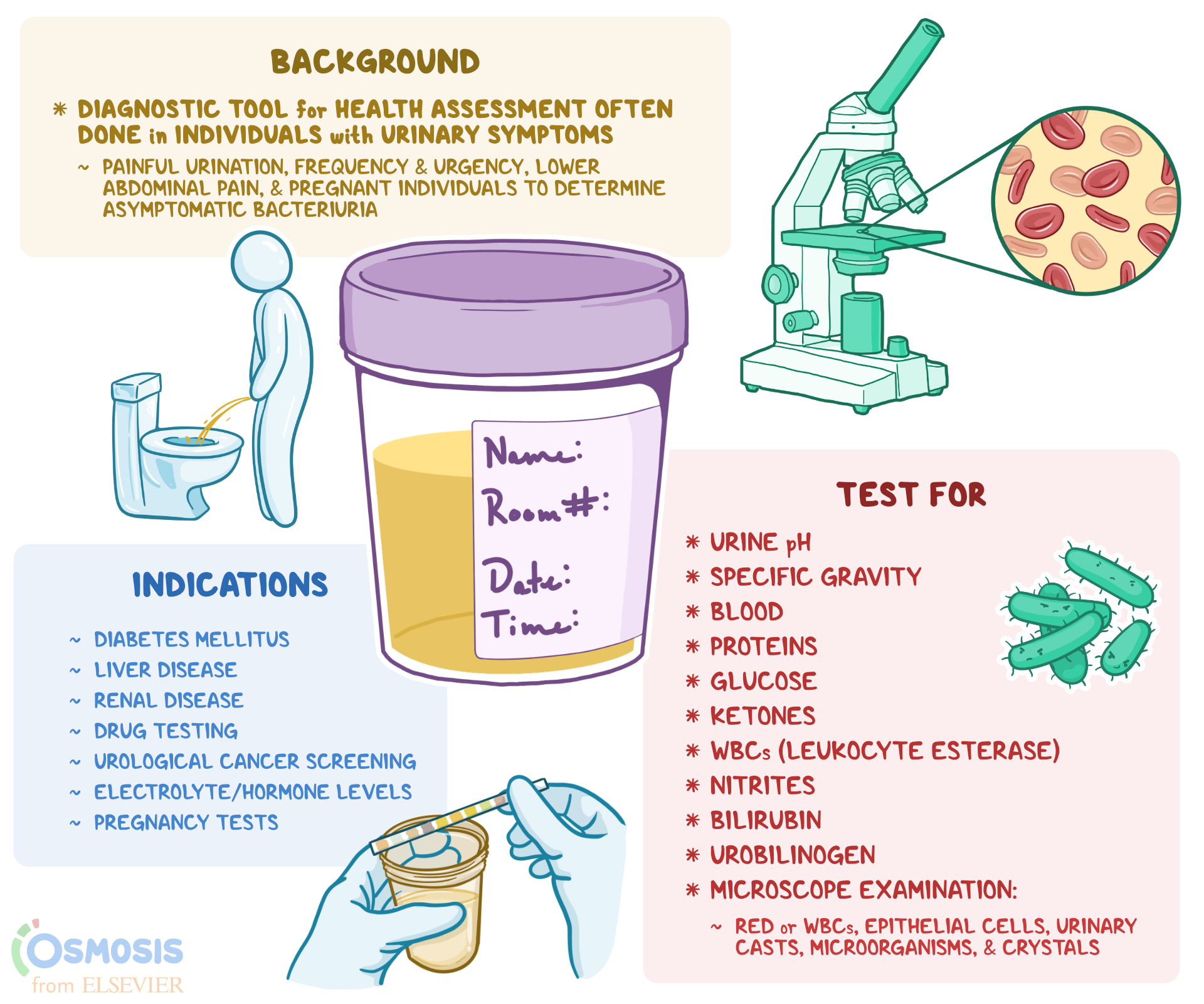How To Perform Urine Routine Examination In Laborator Vrogue co