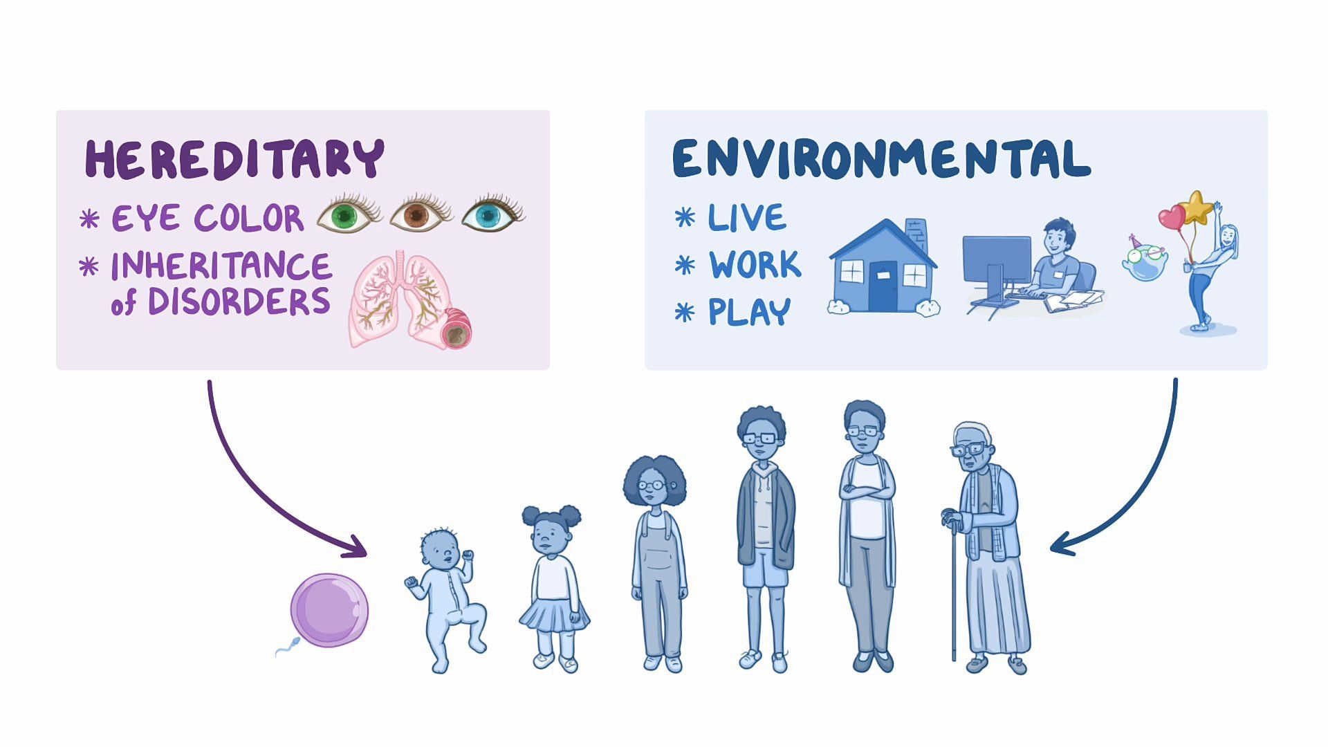 Video: Growth and development - Hereditary and environmental influences: Nursing | Osmosis