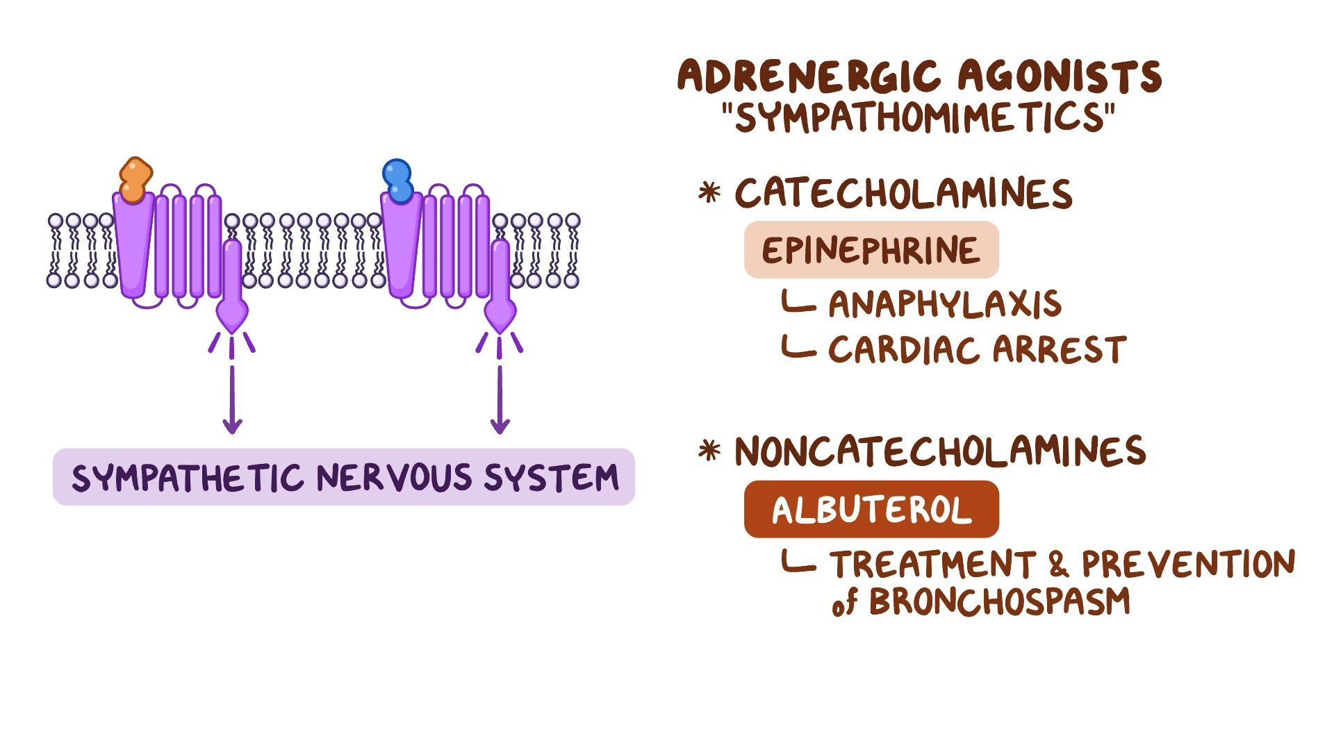 Video: Adrenergic Therapy | Osmosis