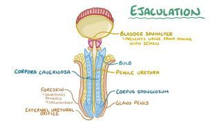 Male Reproductive System Notes: Diagrams & Illustrations | Osmosis
