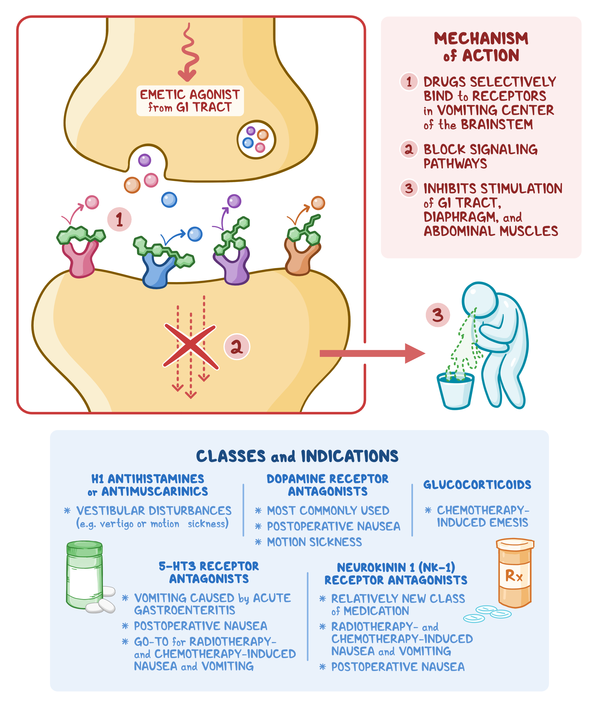 Osmosis - Antiemetics: What Are They, How Do They Work, What Are They ...