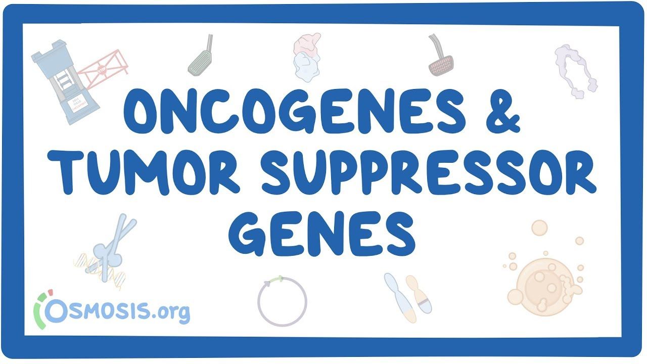 Genes Supressores De Tumor E Proto Oncogenes LabCancer | 🔬Hoje