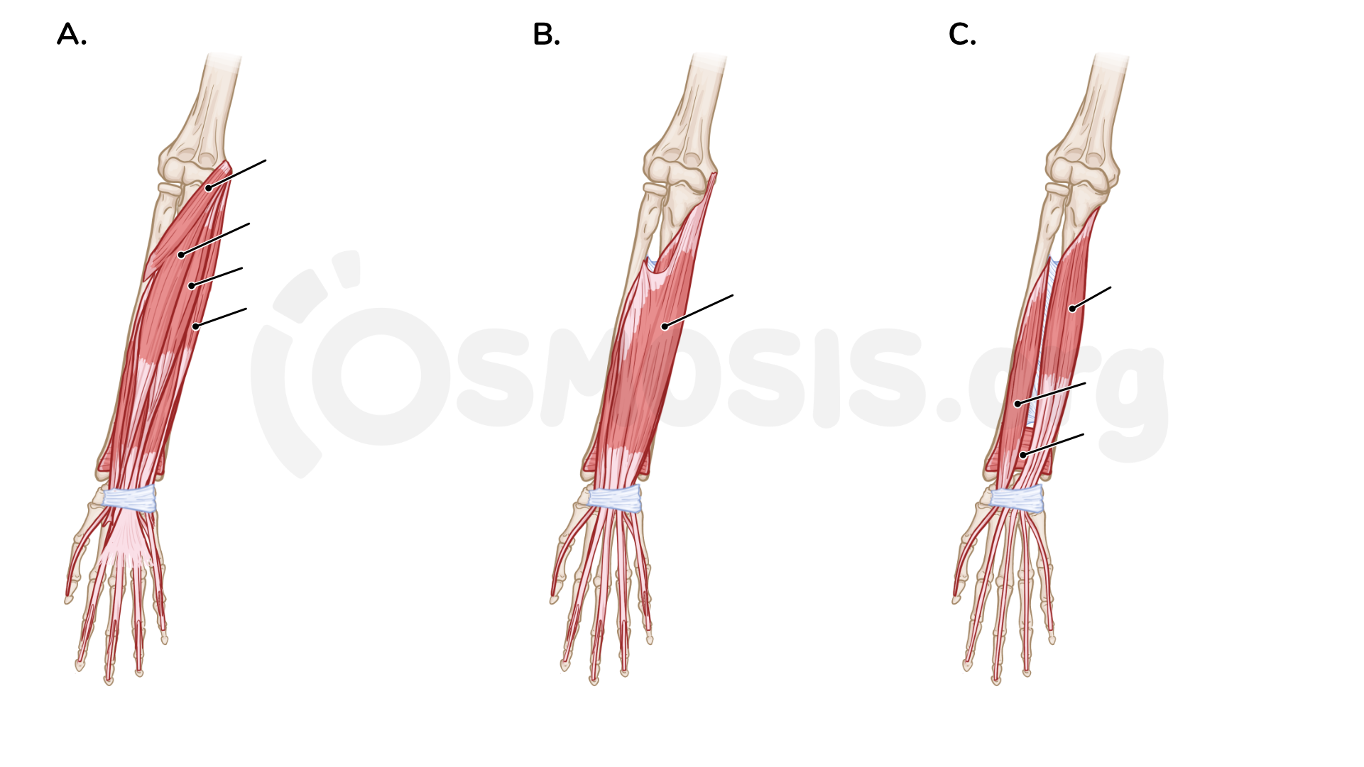 Muscles of the forearm | Osmosis