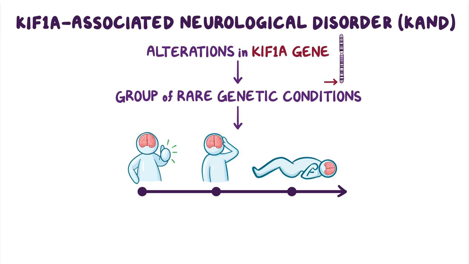 Video: KIF1A-associated neurological disorder: Year of the Zebra | Osmosis