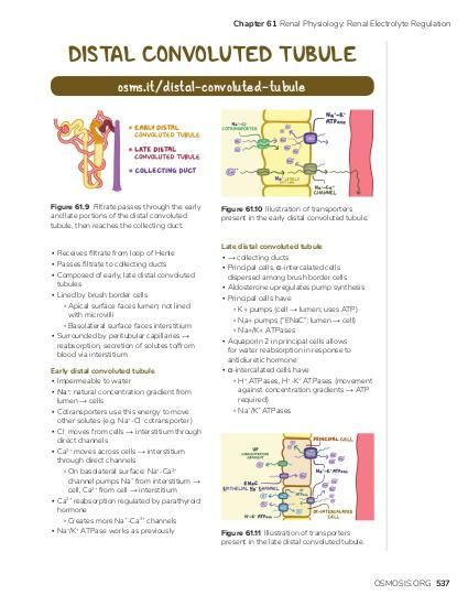 Potassium homeostasis | Osmosis