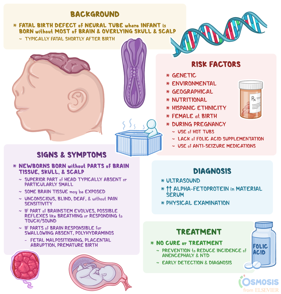 Anencephaly What Is It Risk Factors Prevention And More Osmosis Anencephaly What Is It Risk Factors Prevention And More Osmosis