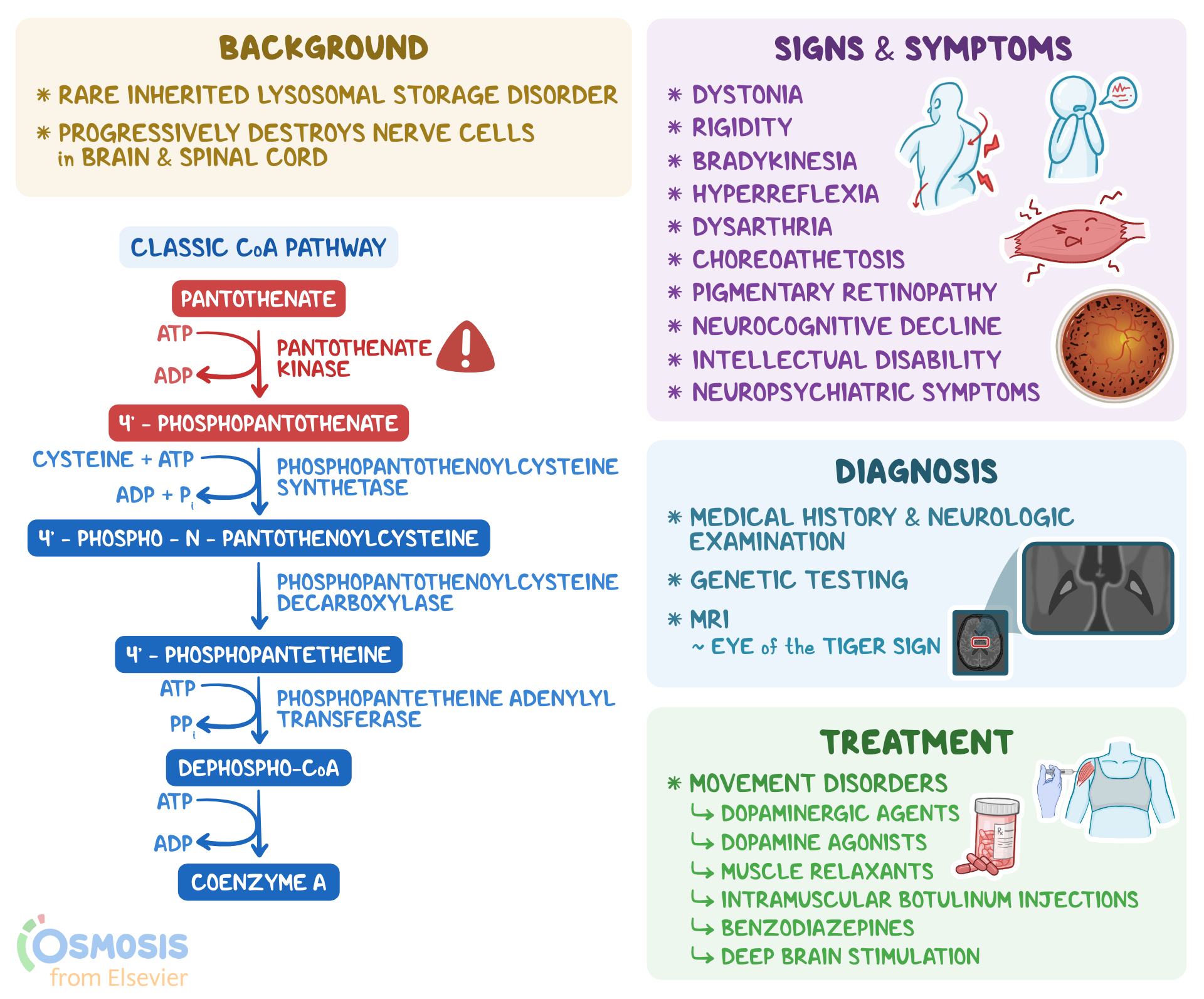 Pantothenate Kinase-associated Neurodegeneration (PKAN): What It Is ...