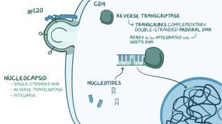 Pre-exposure Prophylaxis (PrEP): What Is It, How Does It Work, and More ...