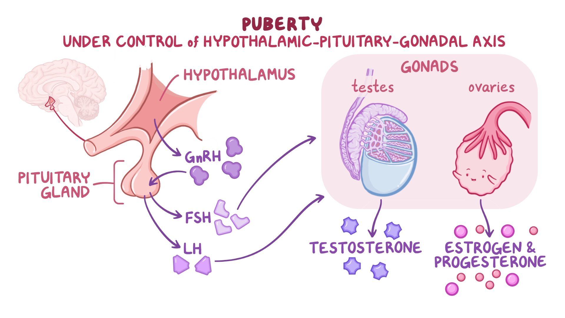 Video: Health Promotion of the Adolescent and Family | Osmosis