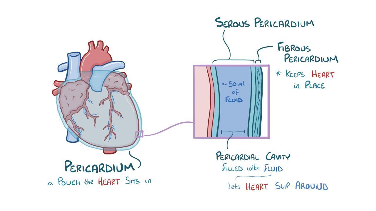 Video: Pericarditis and pericardial effusion | Osmosis