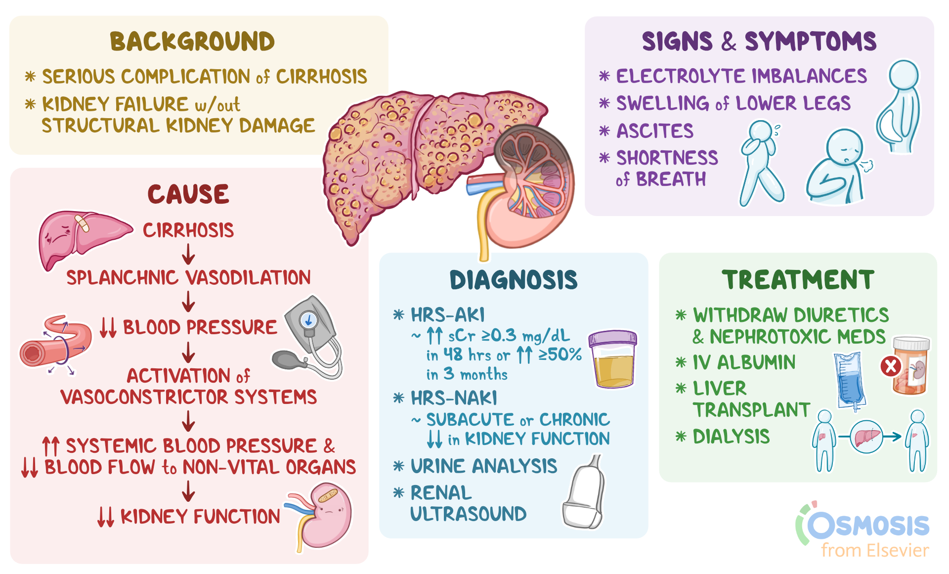 Hepatorenal Syndrome: What Is It, Causes, Diagnosis, Treatment | Osmosis