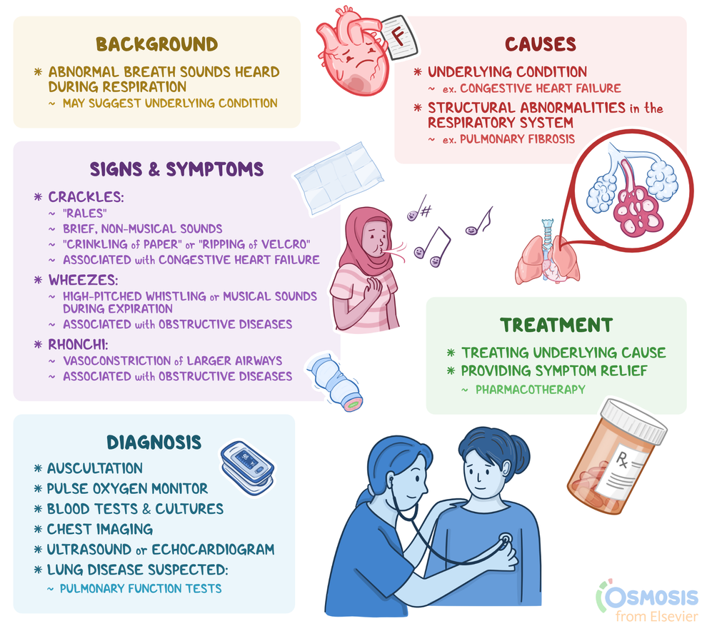 Adventitious Breath Sounds: What It Is, Causes, Signs and Symptoms ...