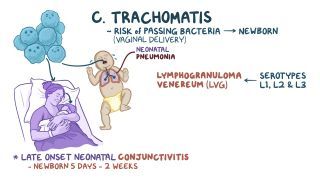Chlamydia Notes: Diagrams & Illustrations | Osmosis