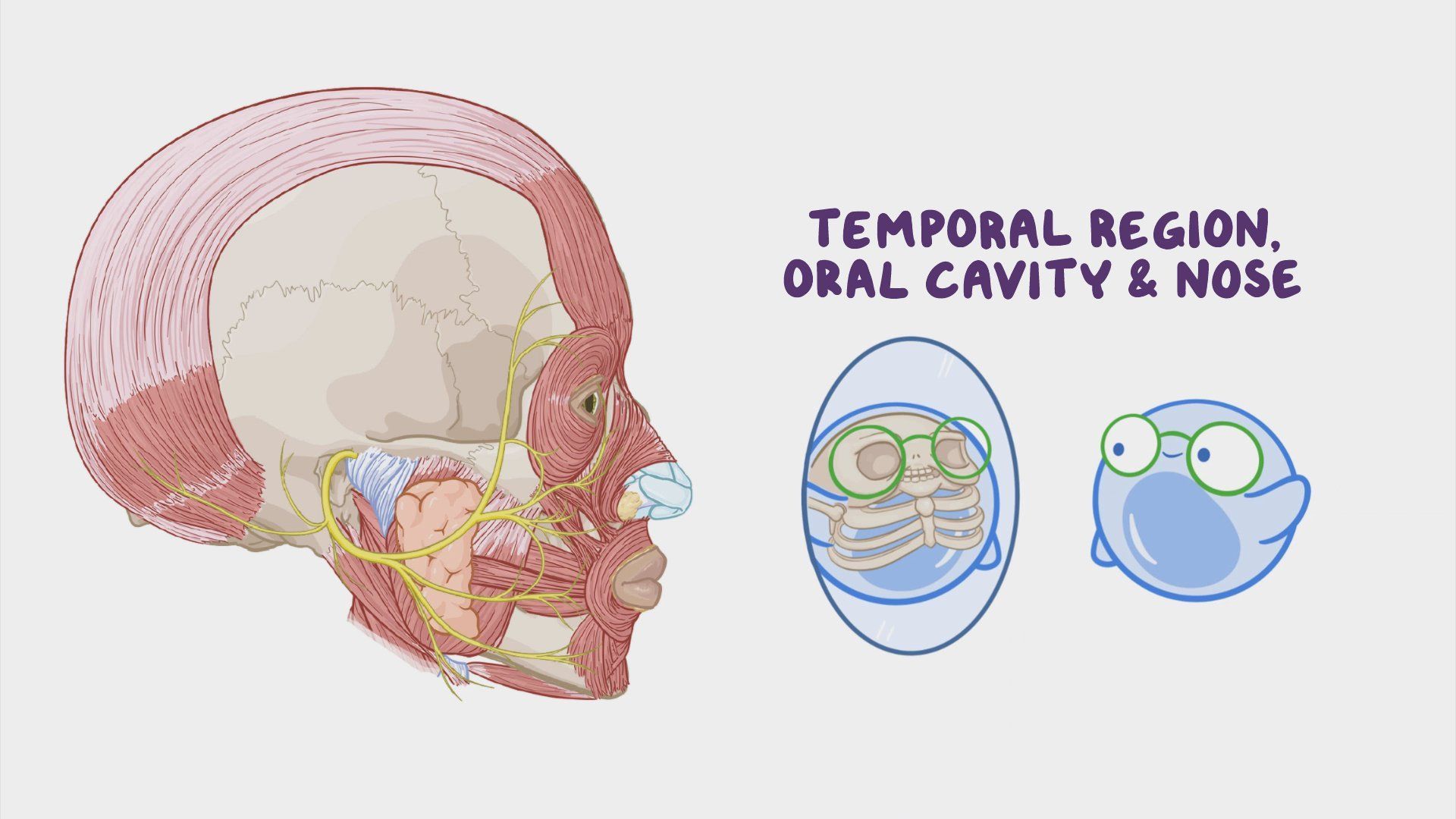 Video: Anatomy clinical correlates: Temporal regions, oral cavity and ...