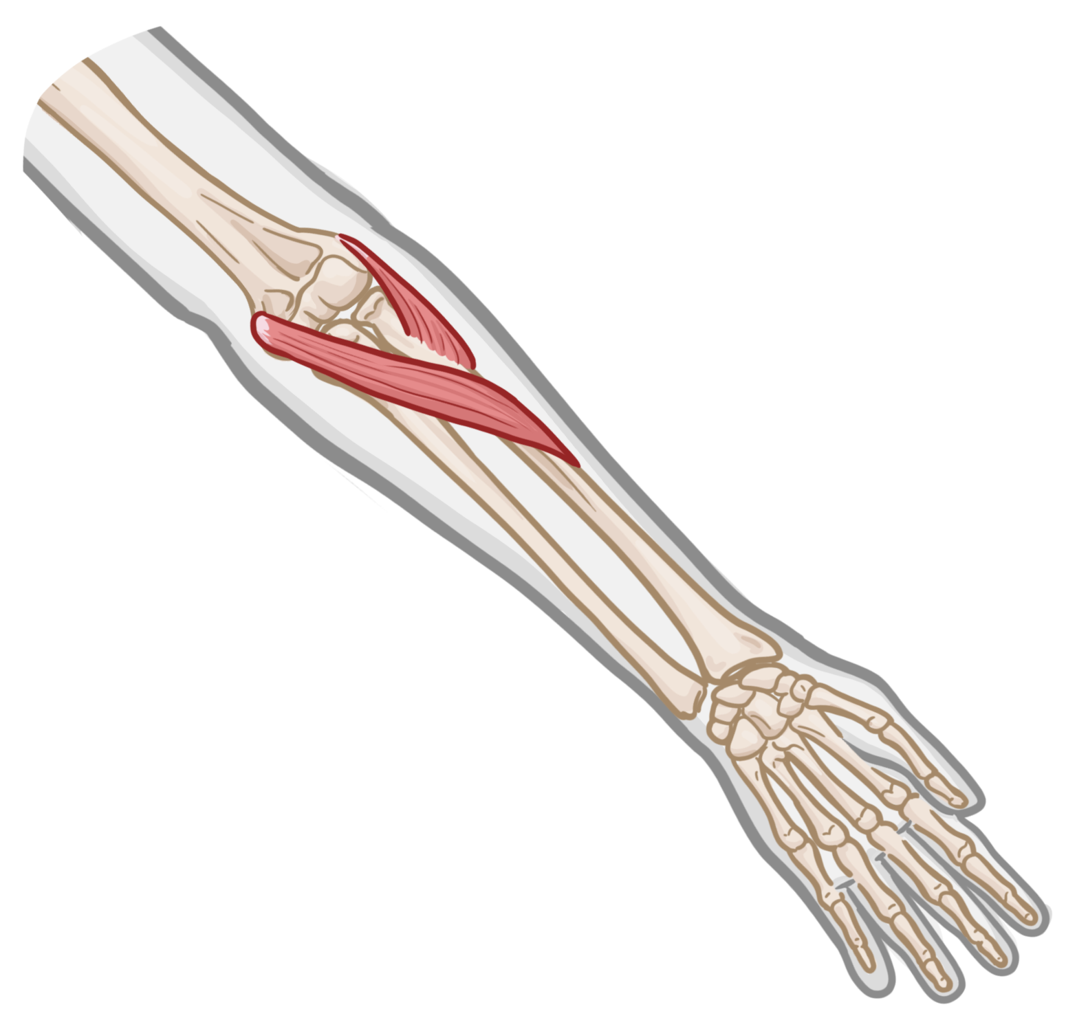 Upper limb counterstrain | Osmosis