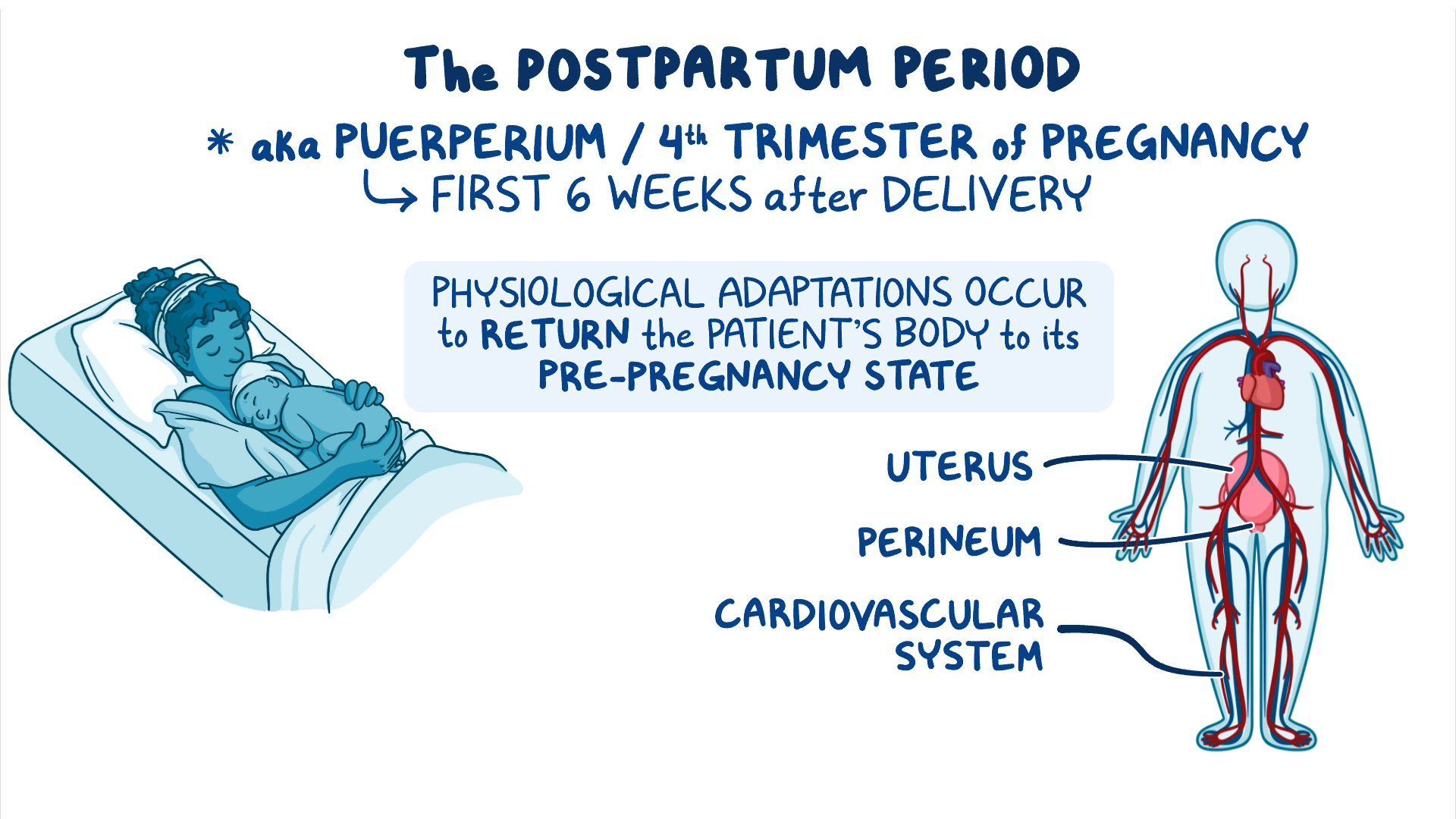 Video Nursing Care For The Postpartum Woman Osmosis Video Nursing Care For The Postpartum Woman Osmosis