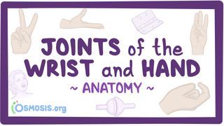 Video poster for Joints of the wrist and hand