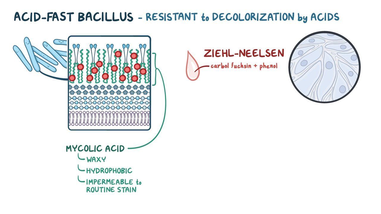 Video: Mycobacterium leprae | Osmosis