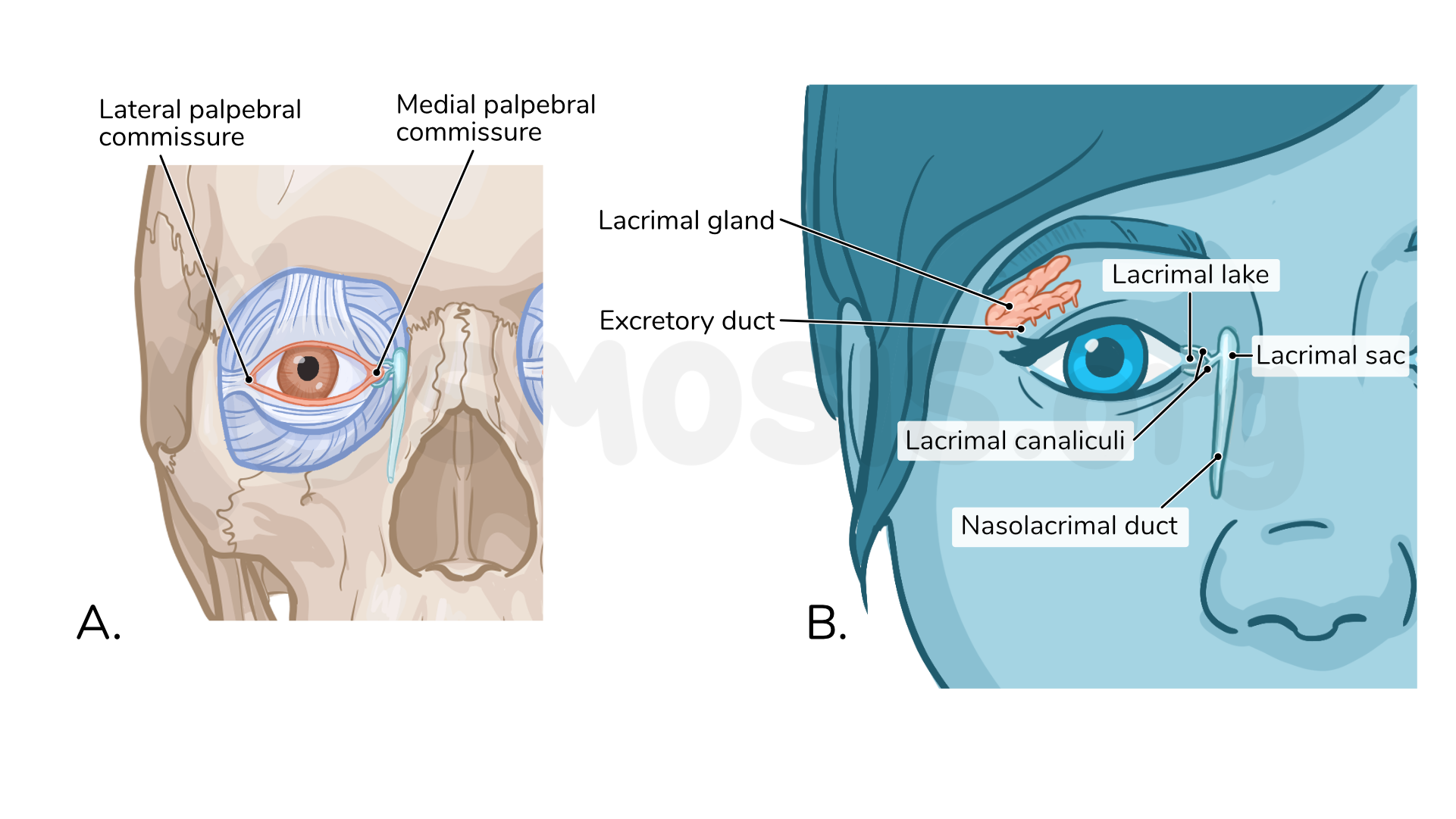 Anatomy of the orbit | Osmosis