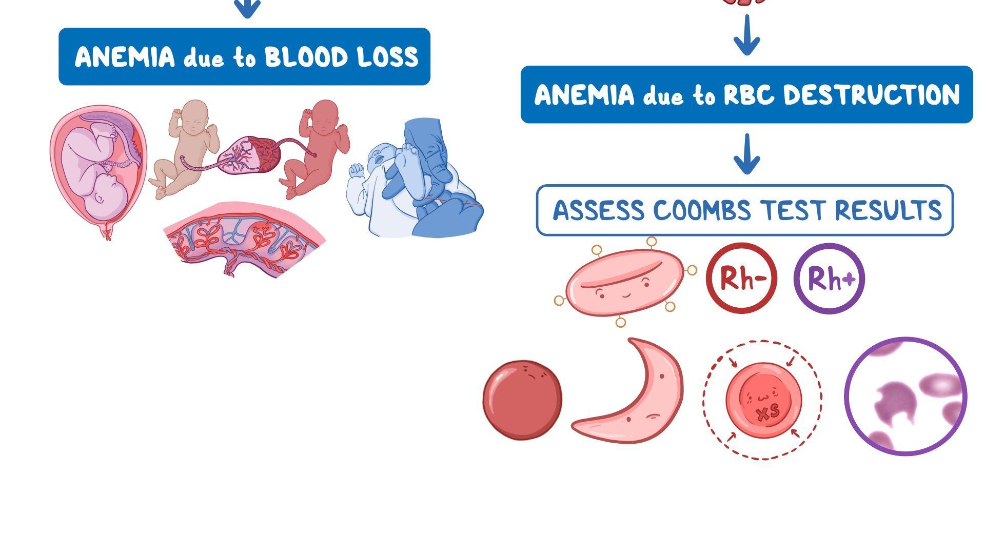 Video: Approach to anemia in the newborn and infant (destruction and ...