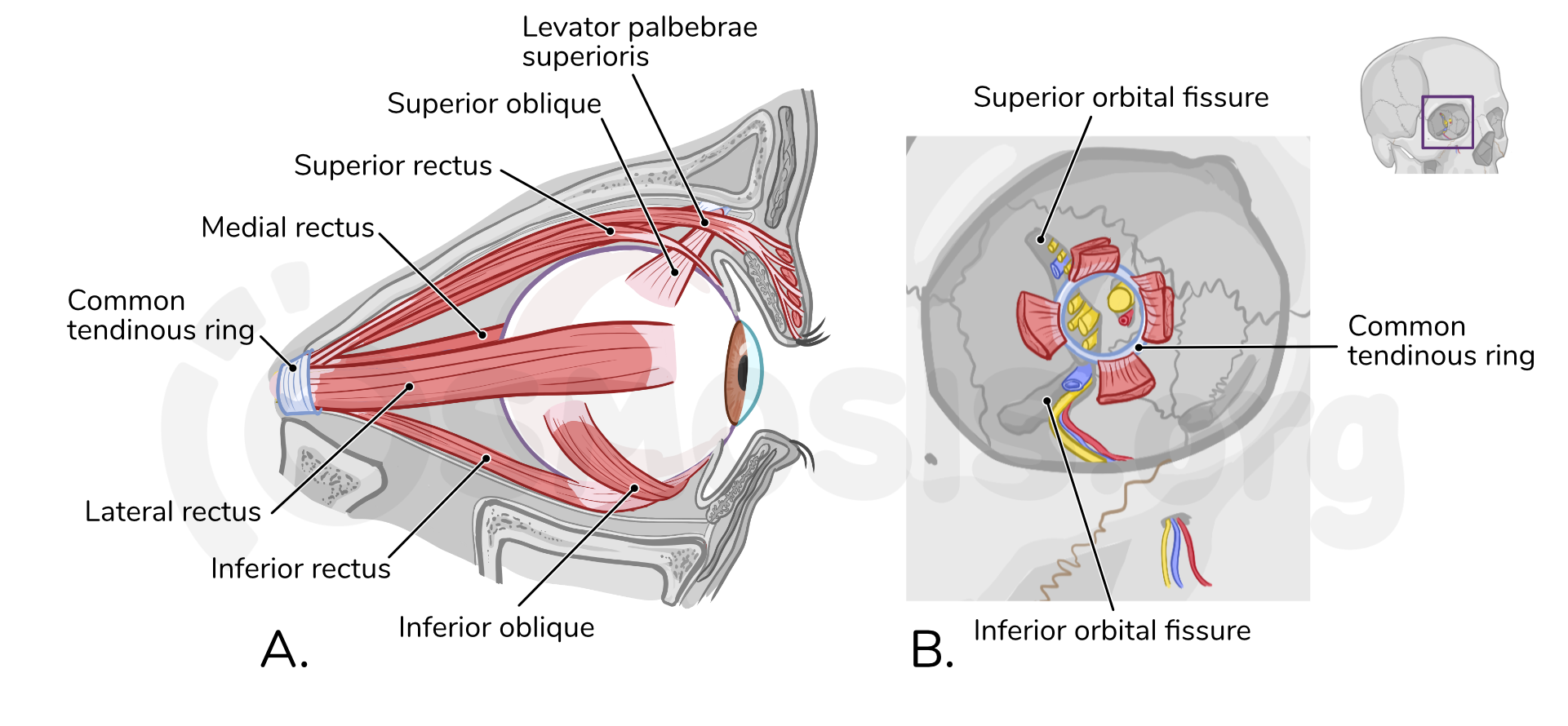Anatomy of the orbit | Osmosis