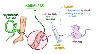 Type III hypersensitivity reactions Notes: Diagrams & Illustrations ...