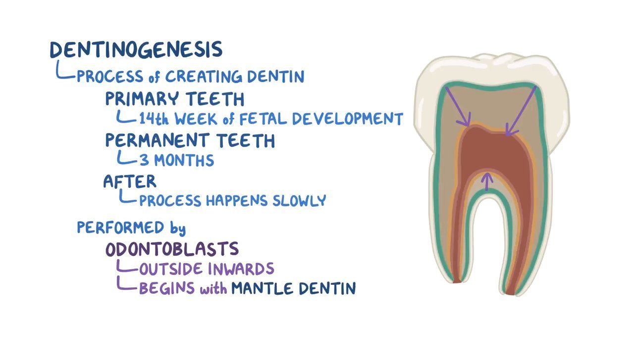 Video: Dentinogenesis and the dentin-pulp complex | Osmosis