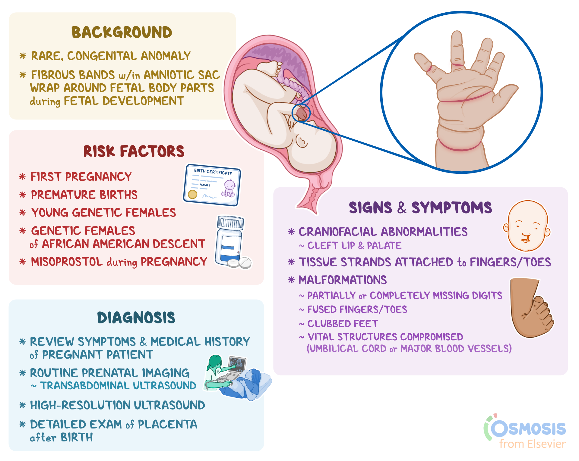 Amniotic Band Syndrome: What It Is, Causes, Signs and Symptoms | Osmosis