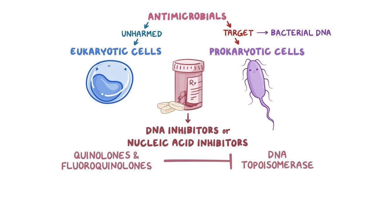 Video: DNA synthesis inhibitors: Fluoroquinolones | Osmosis