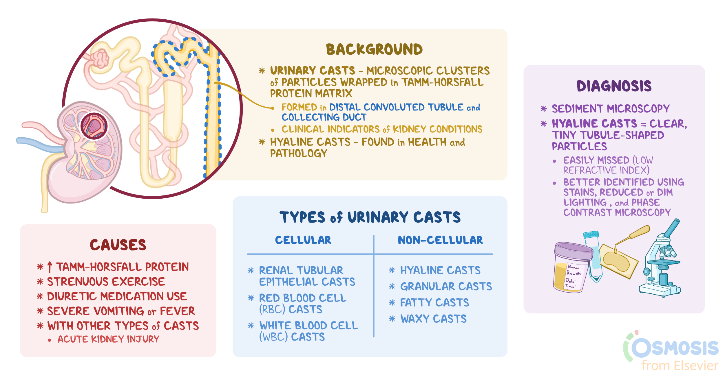 Hyaline Casts: What Are They, Causes, Diagnosis, Treatment, and More ...