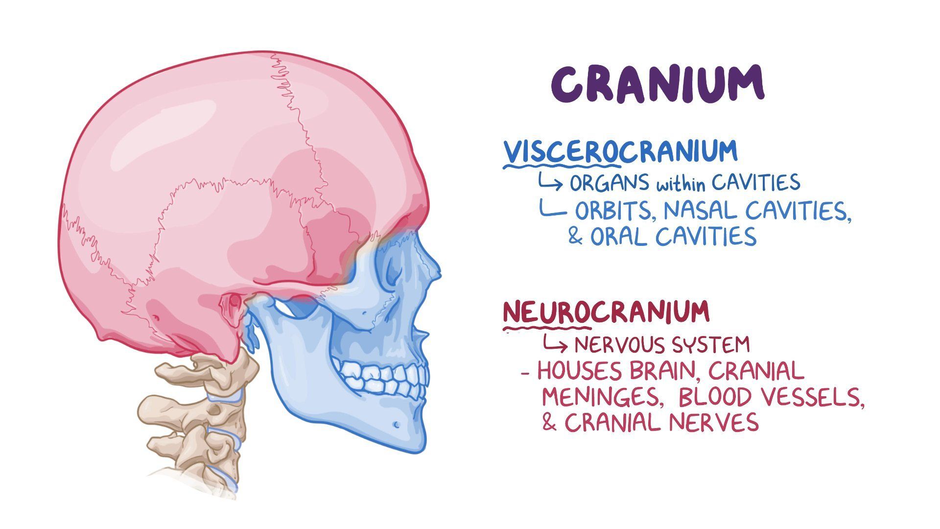 Bones Of The Cranium Osmosis