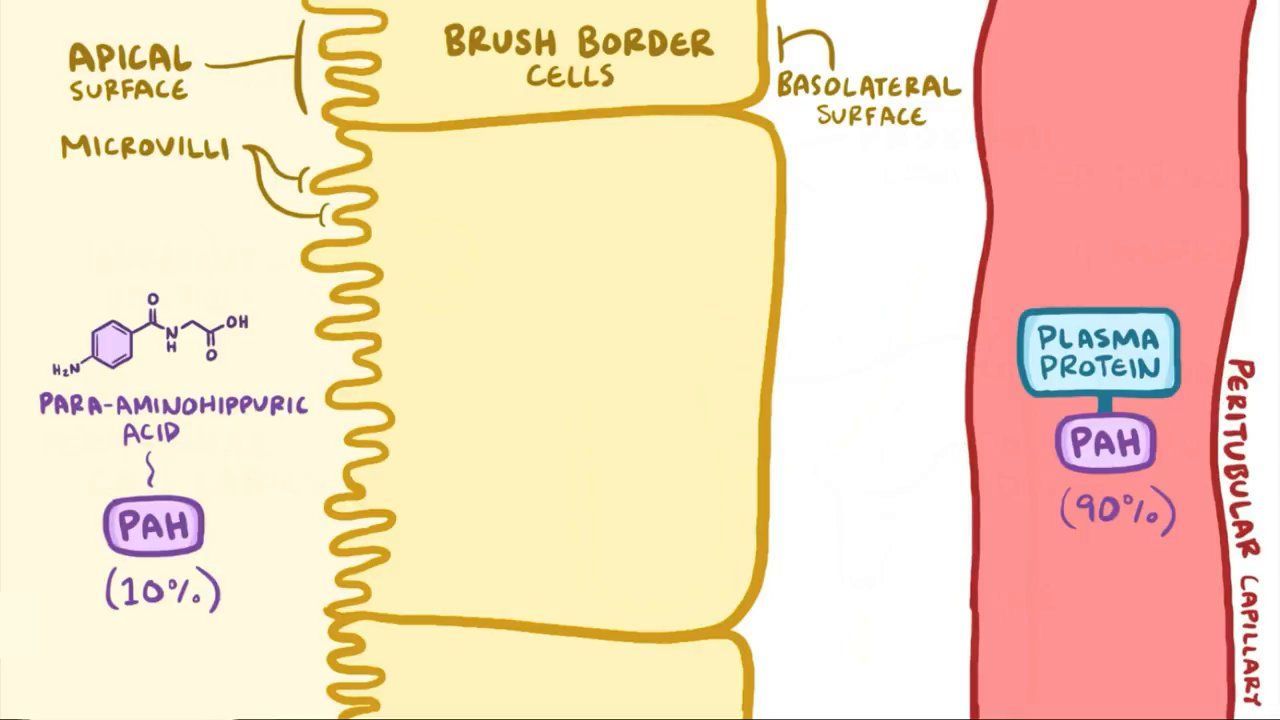 Video: Tubular secretion of PAH | Osmosis