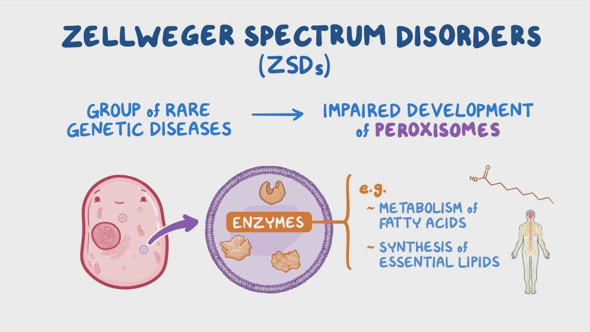 Zellweger Syndrome Peroxisomes Zellweger Syndrome StoryMD