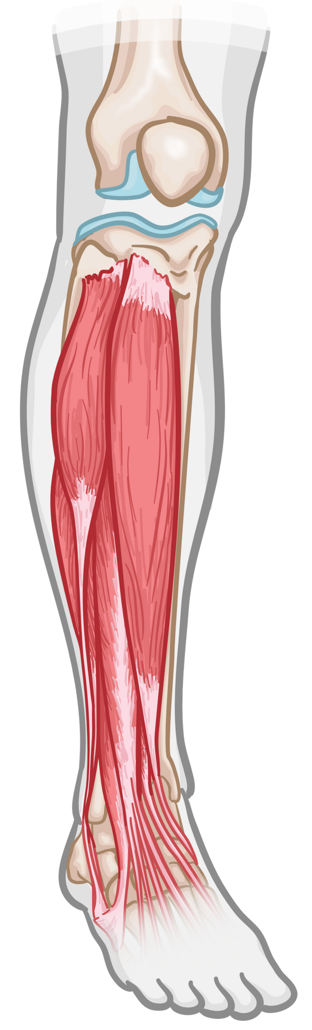 Diagnosing lower limb somatic dysfunction | Osmosis