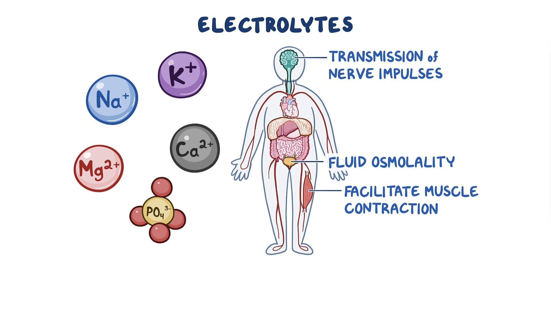 Video: Electrolyte balance - Overview: Nursing | Osmosis Video: Electrolyte balance - Overview: Nursing | Osmosis
