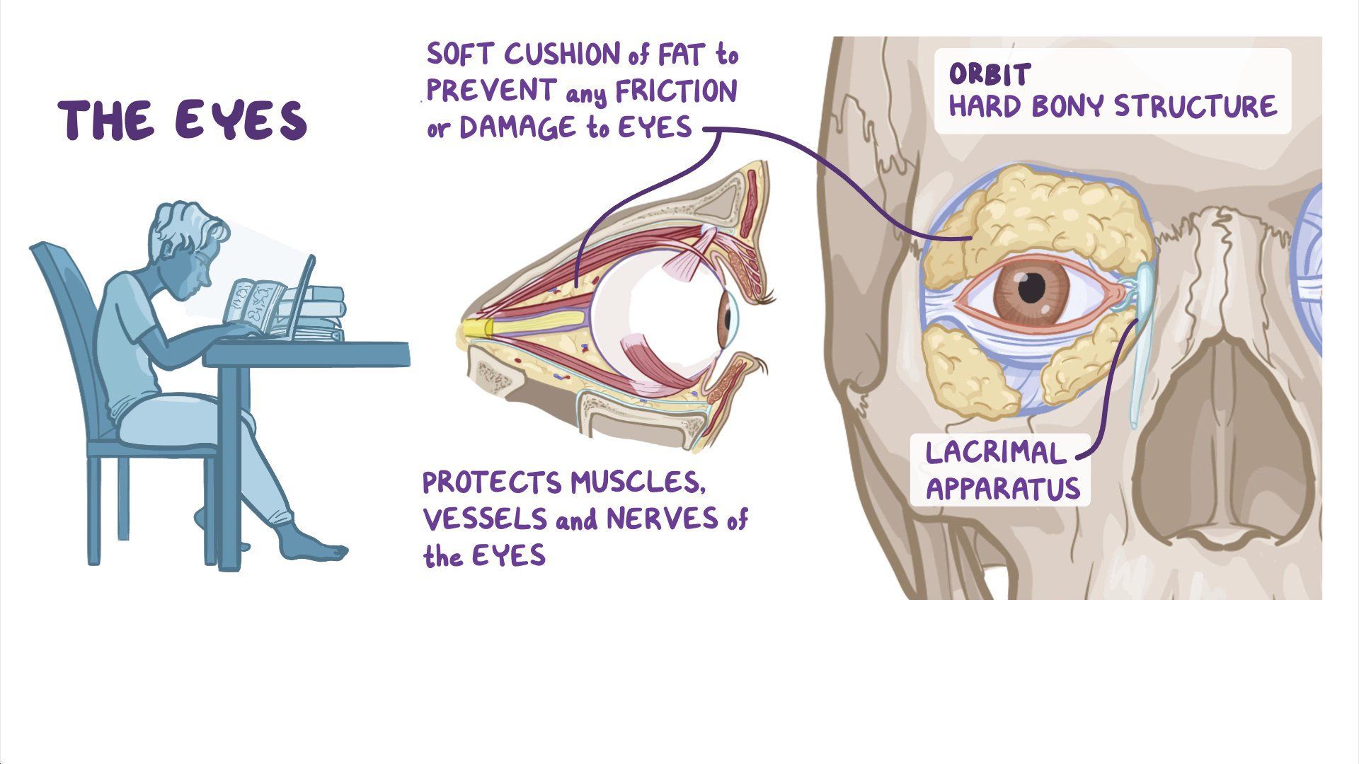 Video: Anatomy of the orbit | Osmosis