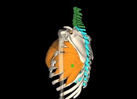 The Midaxillary Line: What Is It, Location, Function, and More | Osmosis