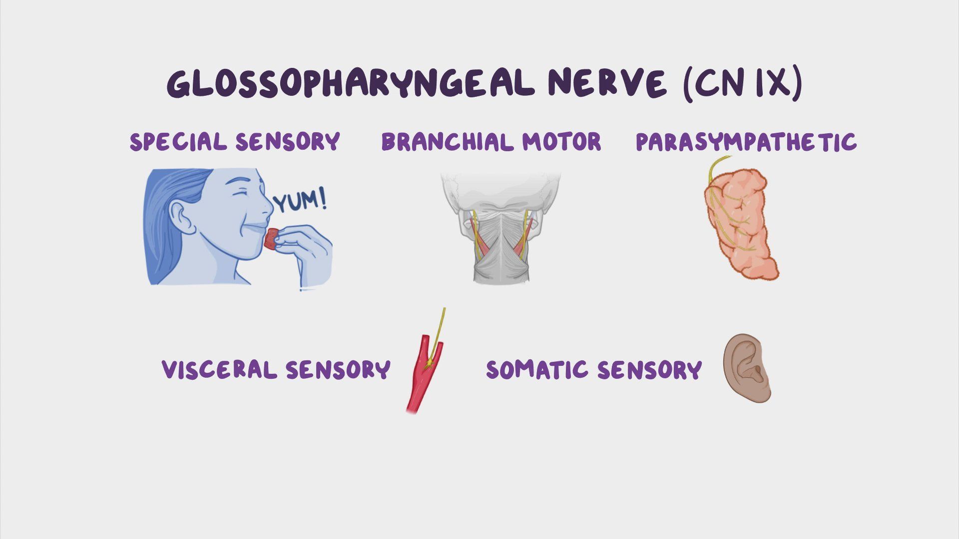 Video: Anatomy of the glossopharyngeal nerve (CN IX) | Osmosis