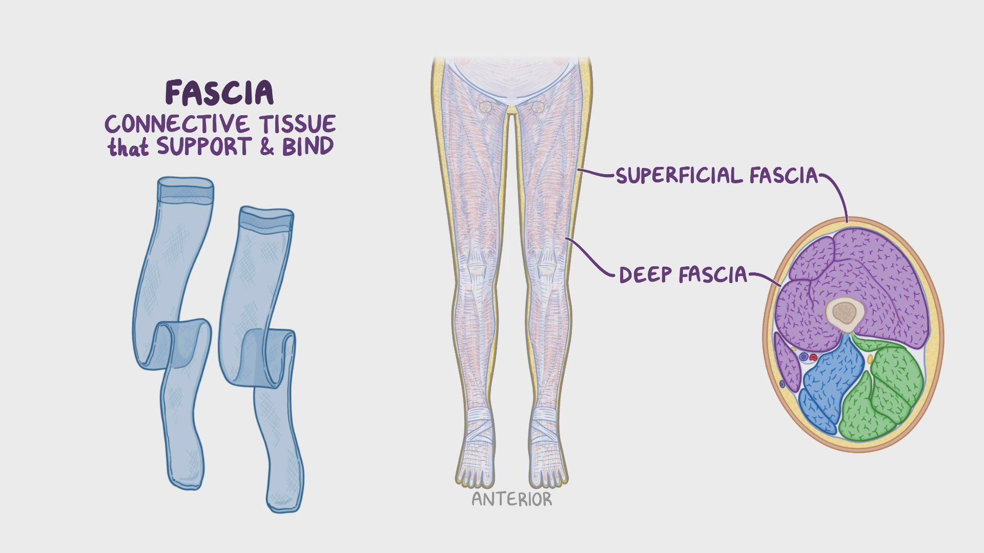 Fascia, vessels, and nerves of the lower limb - Osmosis