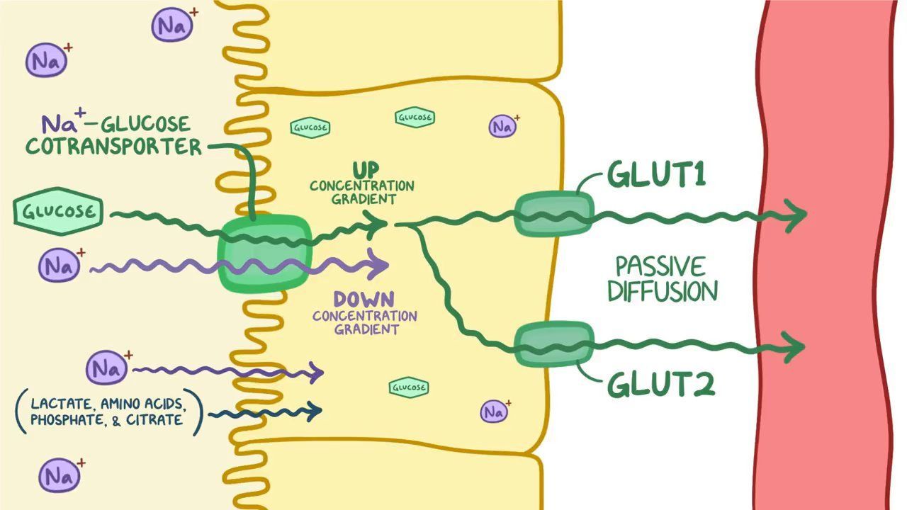 Video Proximal Convoluted Tubule Osmosis Video Proximal Convoluted Tubule Osmosis