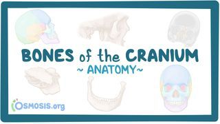 Video poster for Bones of the cranium