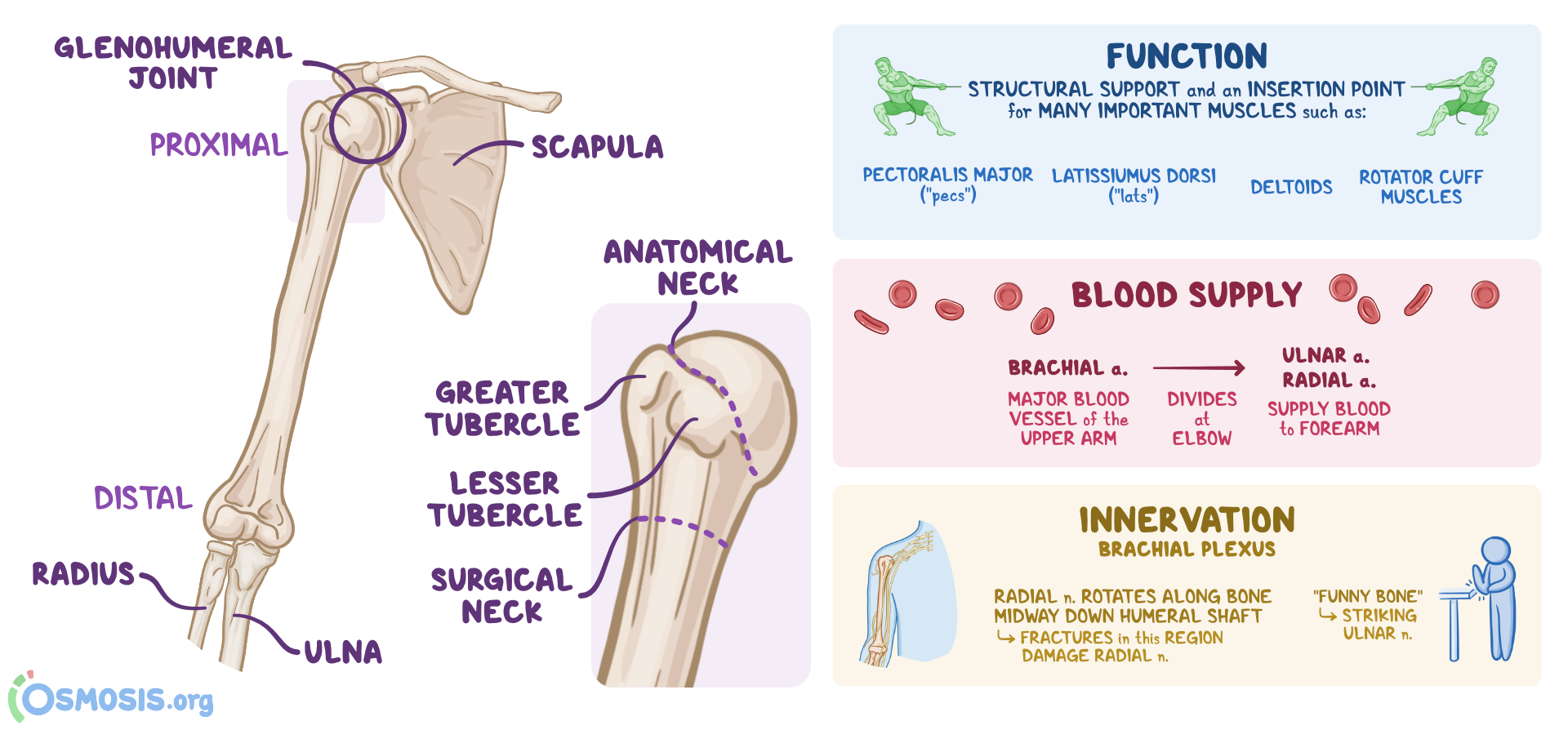 Humerus What Is It Location Function Most Important Facts And More Humerus What Is It Location Function Most Important Facts And More