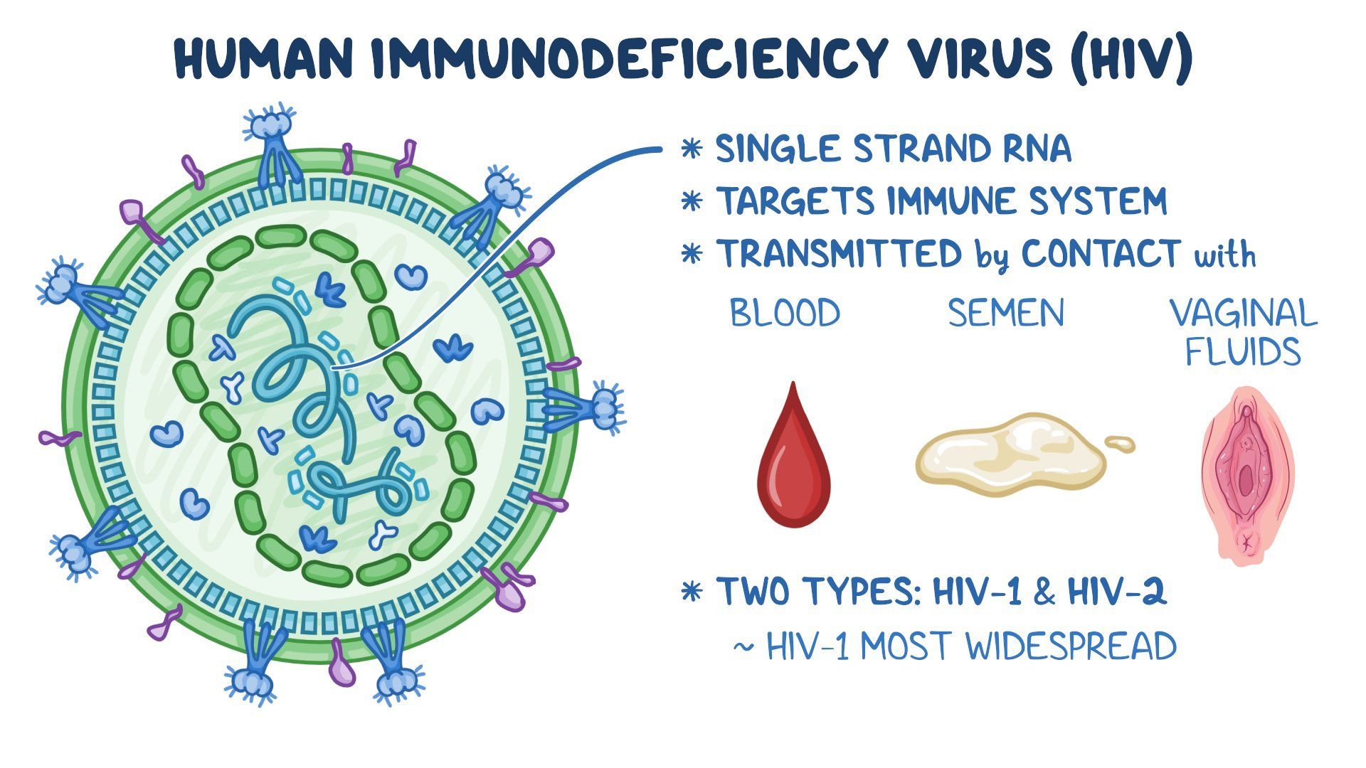 Video: Human immunodeficiency virus (HIV) infection: Clinical sciences ...
